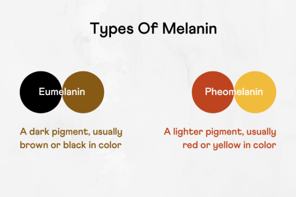 The Genetics Of Hair Photobleaching Or Sun-Bleached Hair